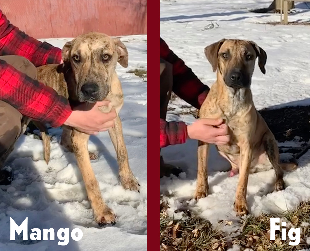 Adopt – KAMO, Inc.