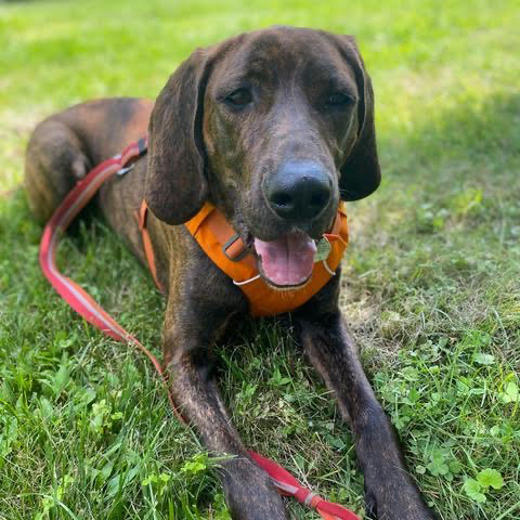 Adopt – KAMO, Inc.