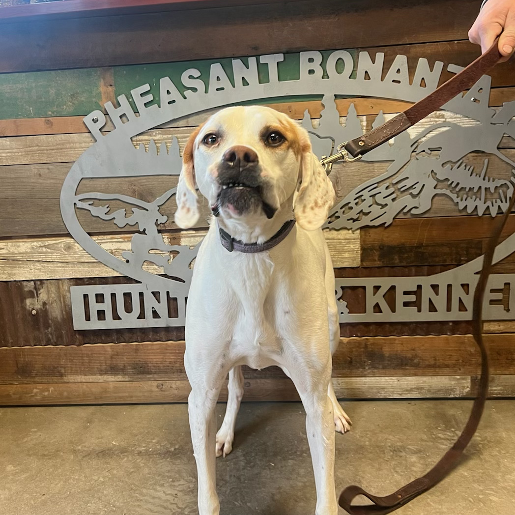Adopt – KAMO, Inc.