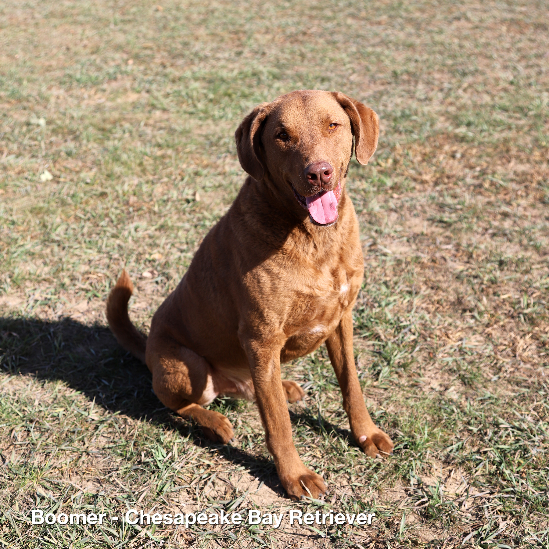 Adopt – KAMO, Inc.